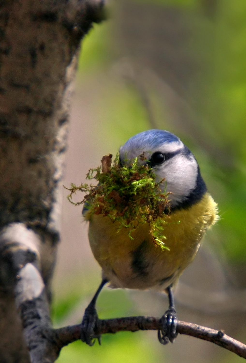 Állat képek - Oláh László fotói